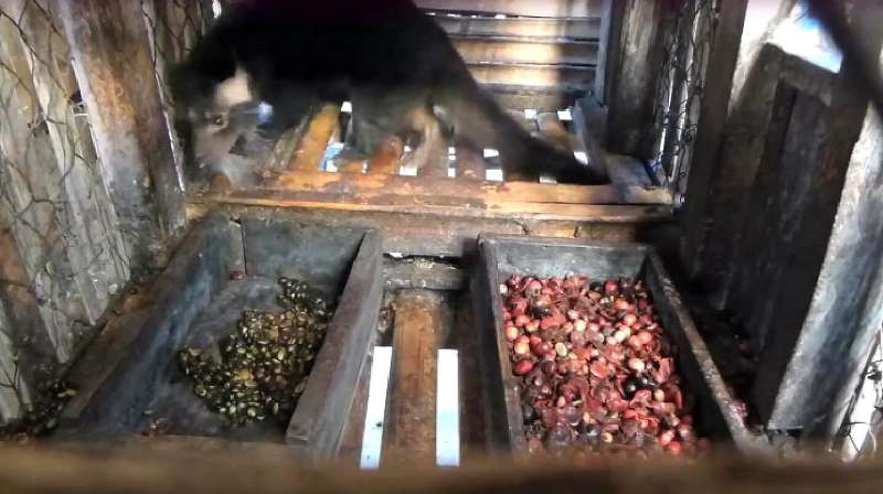 猫屎咖啡究竟是怎么来的?太让人心痛了,看完你敢相信?