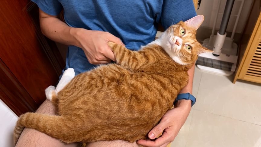 撒娇的猫咪最好命,这小猫咪实在太会撩人了