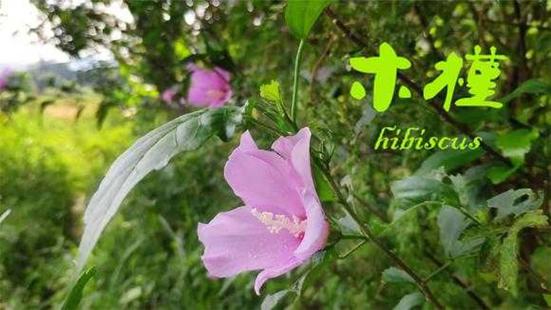 农村以前当绿篱种植的木槿花,串汤口感就是丝滑,你有吃过吗