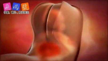 3D动画演示从受精卵到孕期12周胎儿在妈妈子宫里发育全过程!