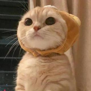 小葡萄的美食日记 