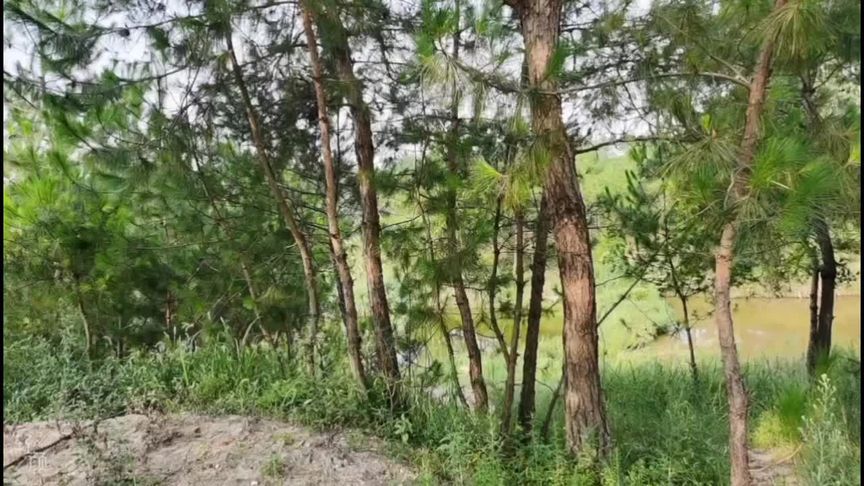 还是种植在山里的五无生态稻田生长情况比较好