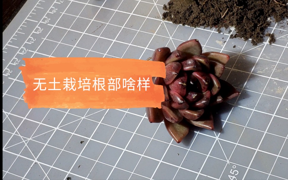 [多肉日常]管不住手之---拆开无土栽培多肉根部介质