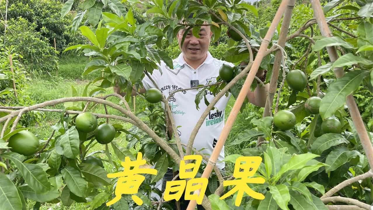 大家都问黄晶果熟了没,老林今天带大家去果园看看,满树都是果