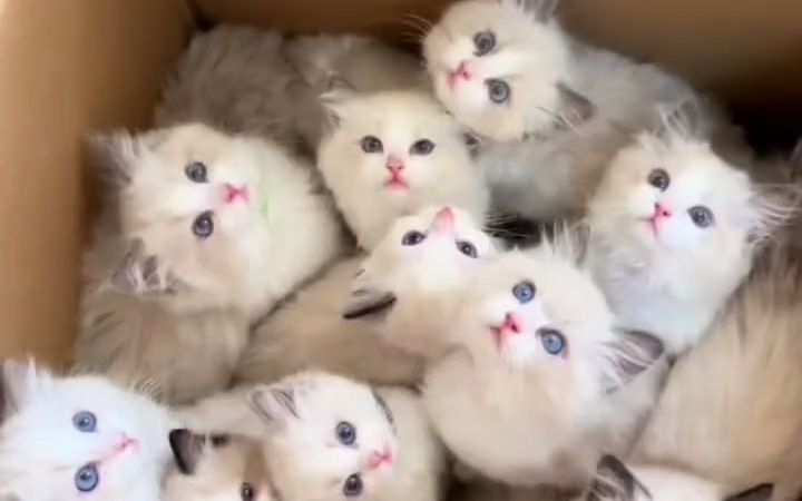 猫咪颜值排行榜,第一名毫无争议,看看你家猫排第几