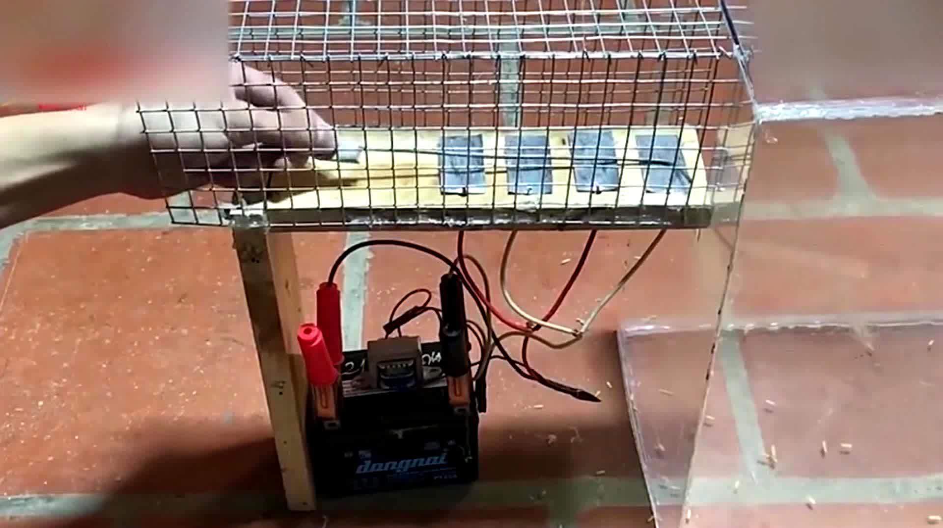 全自动“电流”捕鼠器,老鼠被电到跳舞,原谅我实在忍不住笑了!
