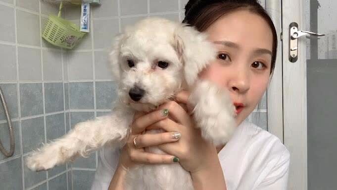 原创│怎么给狗狗洗澡最听话?学会这两招,让你的狗狗乖乖洗澡不闹!