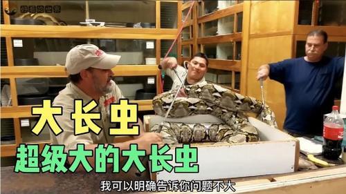 持续更换大长虫,蟒蛇 #难得一见的画面 #动物世界 #动物解说