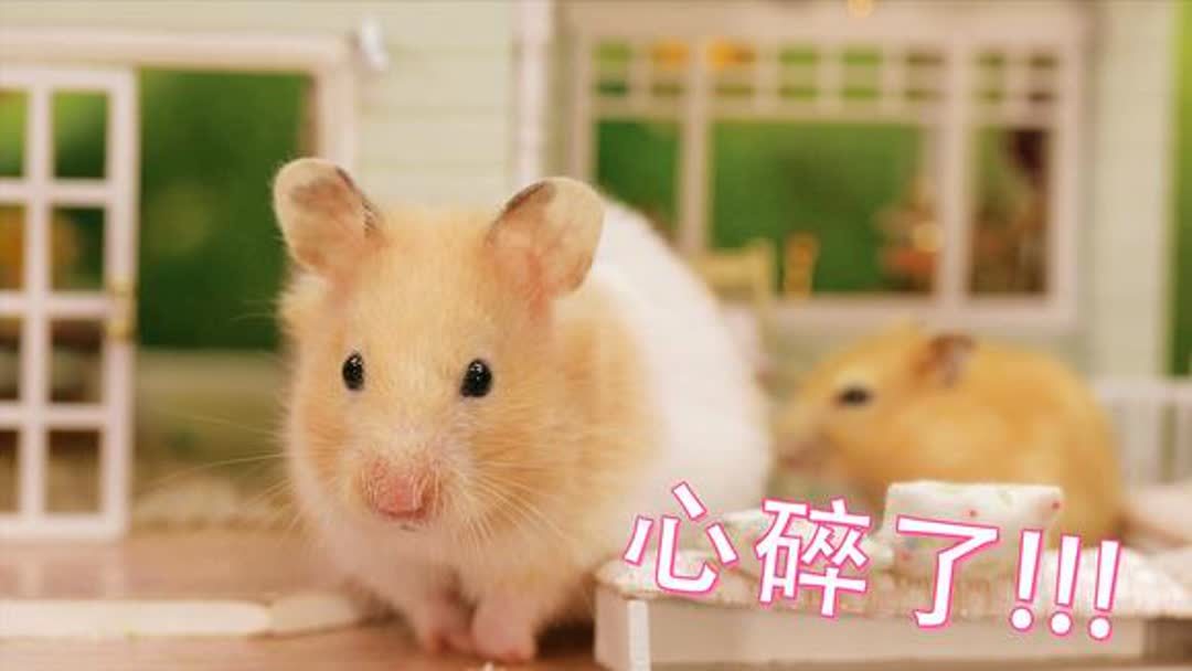 仓鼠抱怨主人离家出走,在外受尽苦难,才发现主人真好
