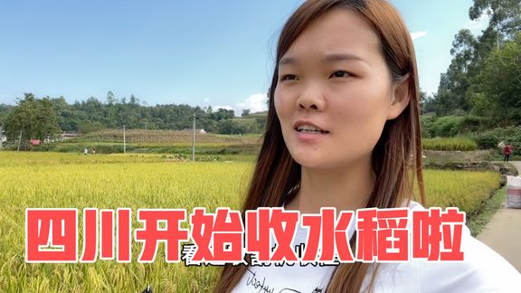四川又开始收水稻啦,人工收割和机器收割,那种适合种羊肚菌