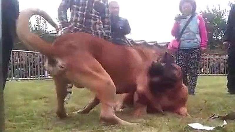 斗狗:两只比特犬打架,两只这么凶狠的狗遇见结果会怎样