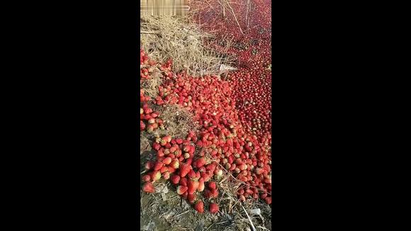 你们那里草莓多少钱一斤