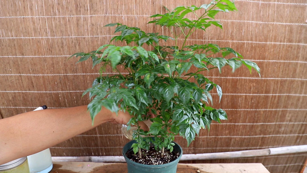 烂根幸福树如何起死回生?教你3招,变得枝叶茂盛朝气盎然