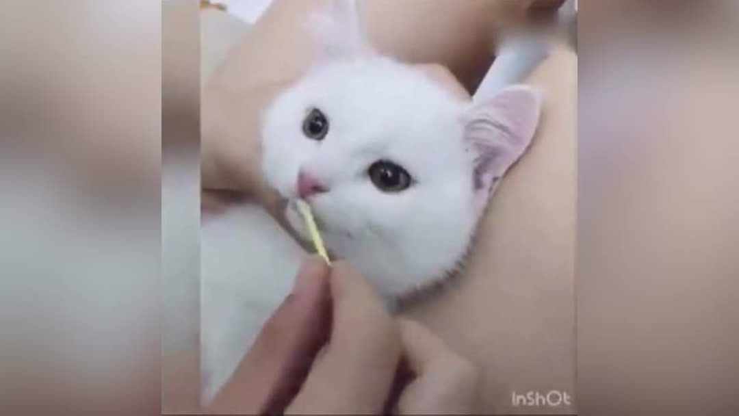 主人用棉签给小猫刷牙 太乖了