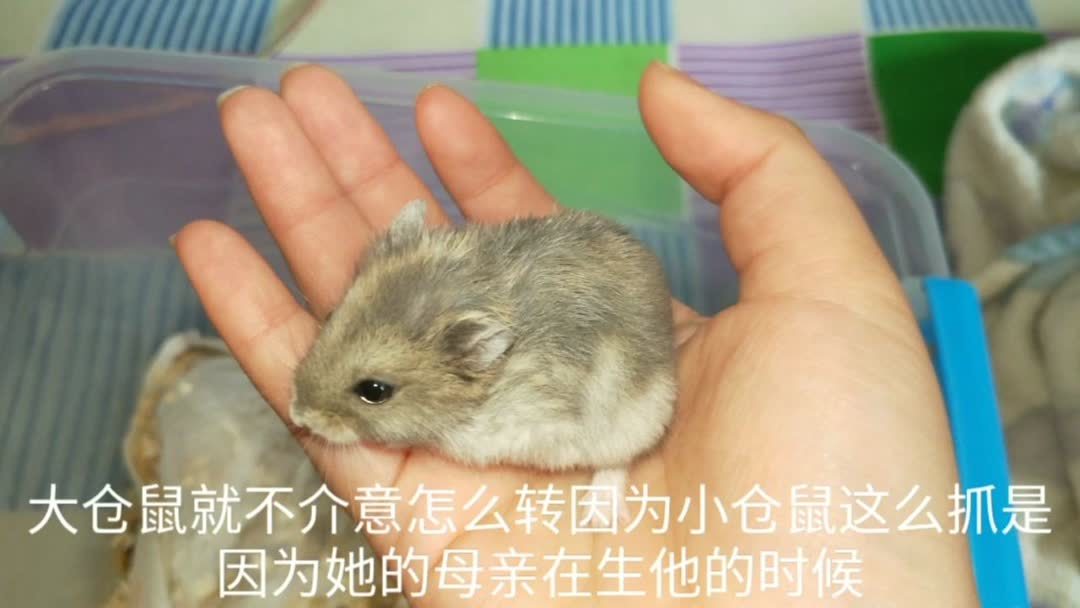 硕硕教你几个小妙招,让仓鼠更粘你噢