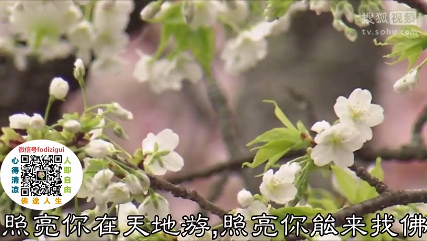 ...佛最懂-大悲咒 佛教音乐歌曲大全100首观音菩萨灵签阿弥陀佛歌视频