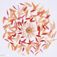 花瓣传媒 