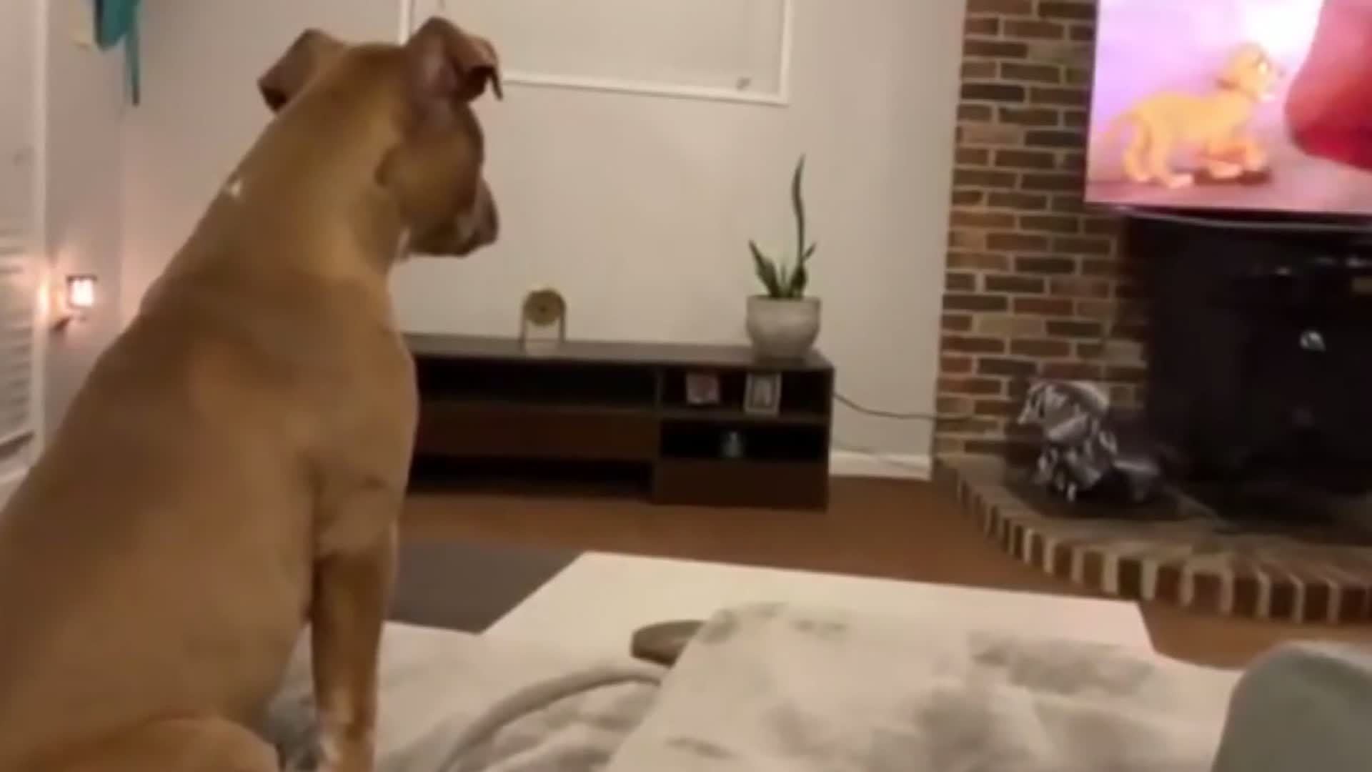 狗狗看动画片竟哽咽不止,一旁主人哭笑不得,真是太可爱了