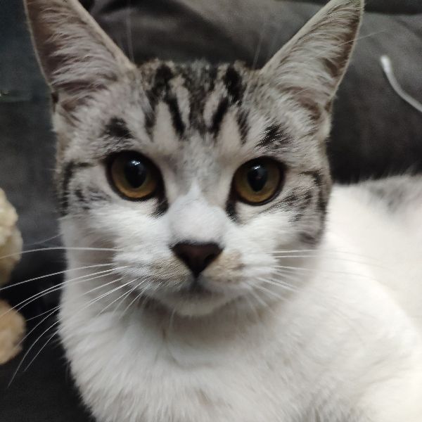 绿豆豆与灵兜兜 