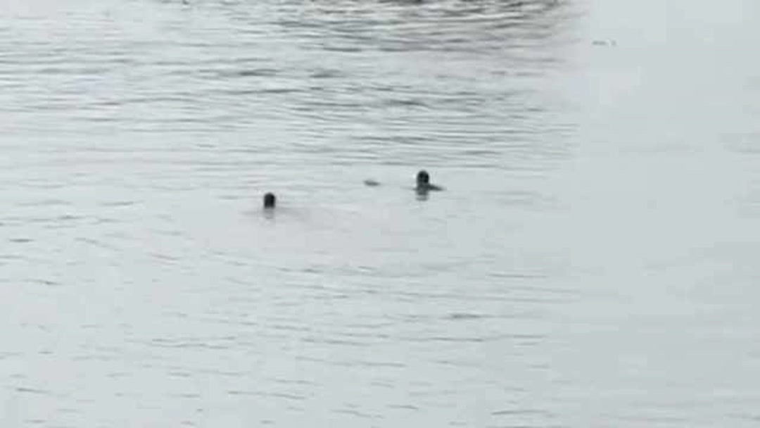 晨练女子坐桥上休息掉入河中,过路俩男子跳河救人