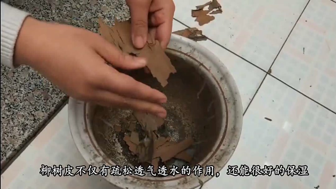 路边最常见的柳树皮,用途竟这么大,可惜才知道!