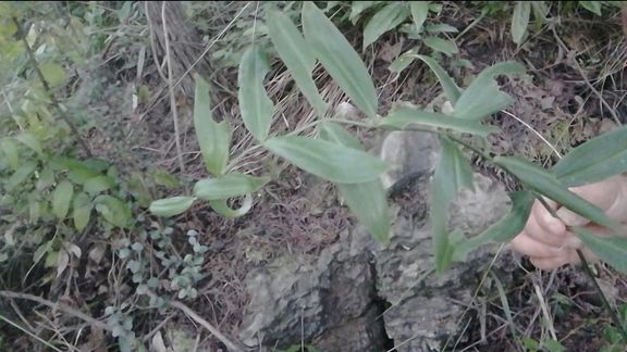 这种植物就是黄精,是一种补品,你知道黄精的作用吗