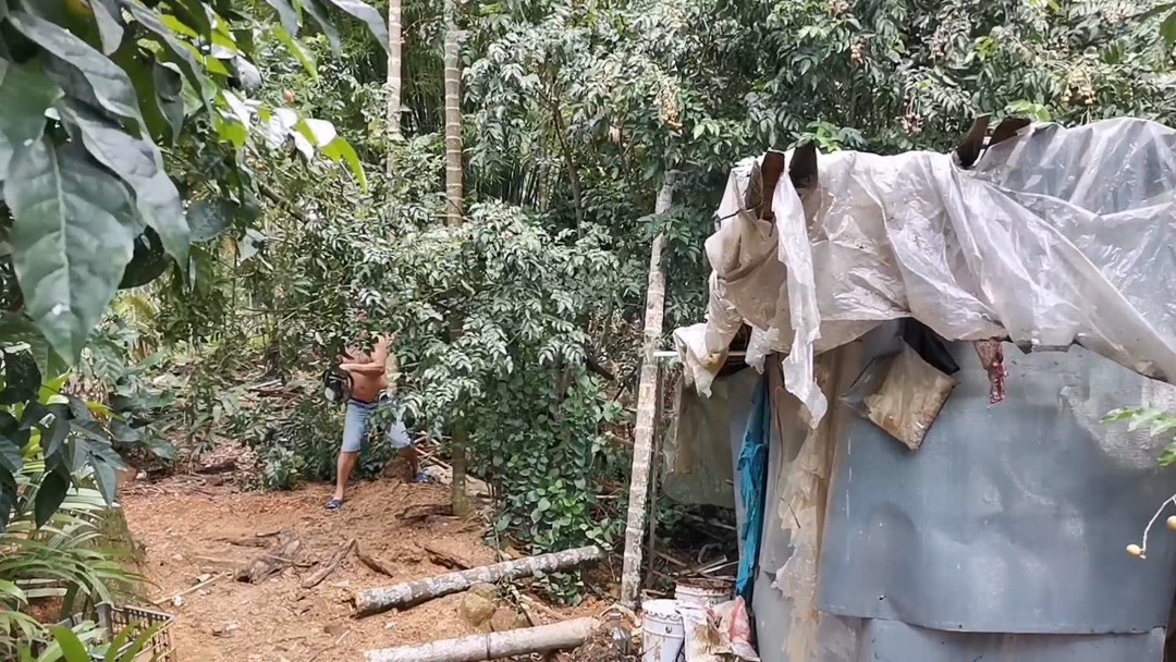 黄皮树挂果期已过,看看农村人家是这么修枝的,明年肯定会结更多
