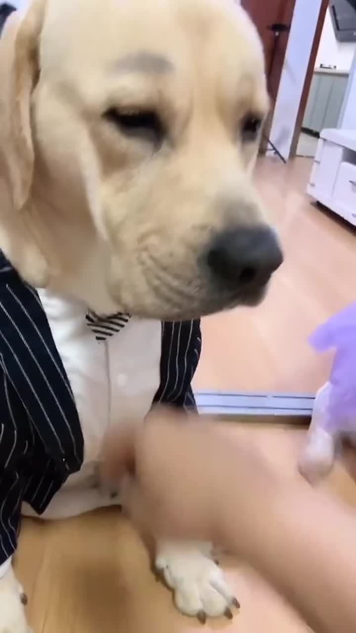 给狗狗们准备了漂亮衣服,但它们看起来不是很喜欢的样子