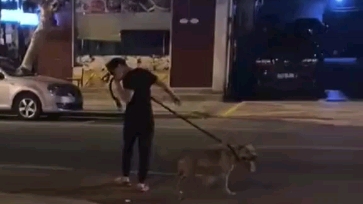 为了训练比特犬,咬死一只猫。