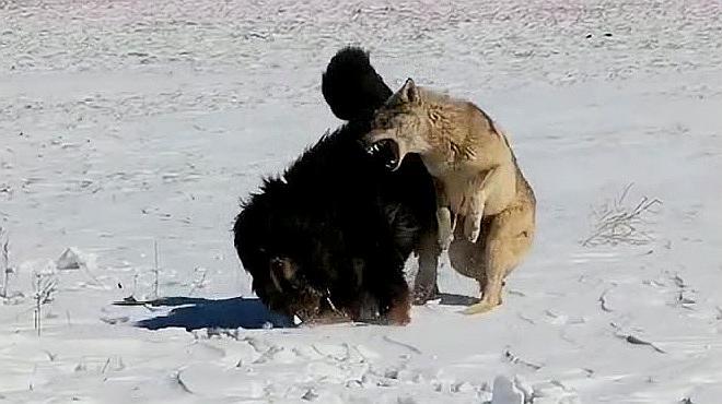 野生藏獒和狼展开厮杀,场面一度难以控制,结局让人意想不到!
