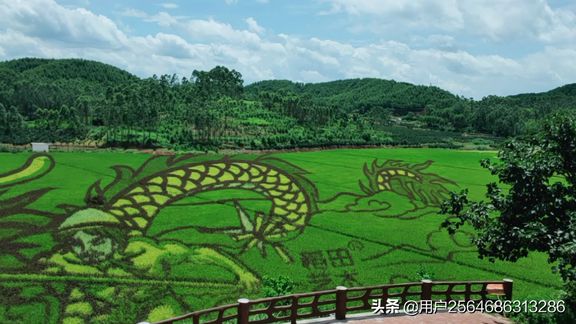 美丽的稻田艺术。美丽的天空。