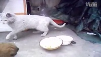 【搏击视频】猫和狗打架