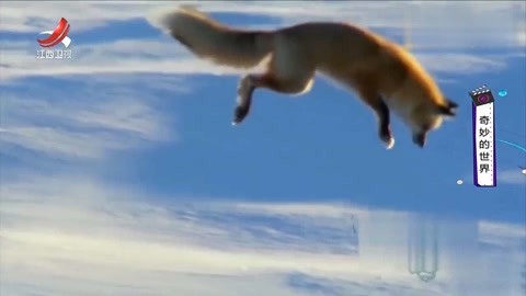 狐狸真是个神奇的生物,捕食的动作太逗了,看完笑喷了