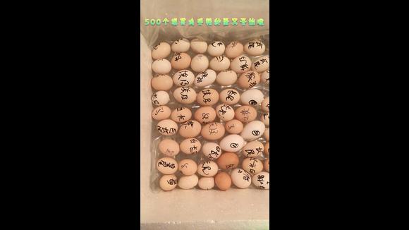 十六种受精蛋开始喽