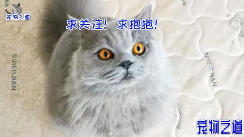 小胖猫撒娇求主人关注,被母猫揍了,胖猫爸护儿子伸手就揍母猫