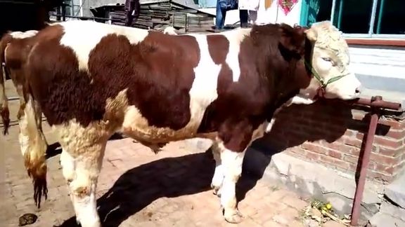 中国养牛的未来发展必须是规模化 实拍畜牧业大型养殖场全貌