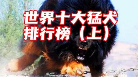 世界上最凶猛的十大猛犬都有谁?你家的狗狗上榜了吗?