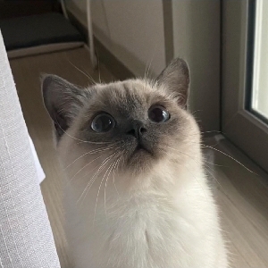 立夏微蓝 