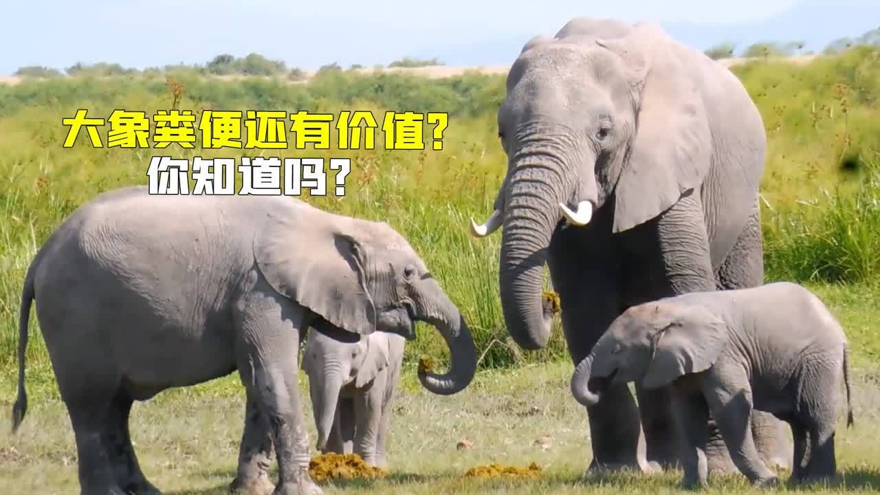 为何大象“便便”,小象吃了有益无害,你知道吗?
