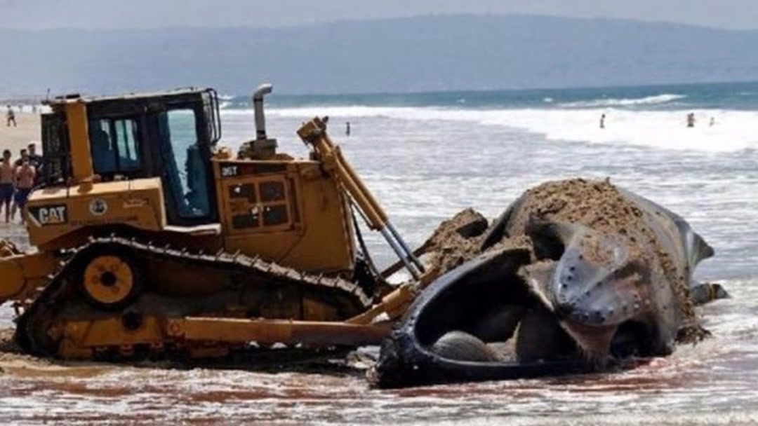 国外海滩发现巨型不明生物, 奄奄一息, 推土机都怼不动
