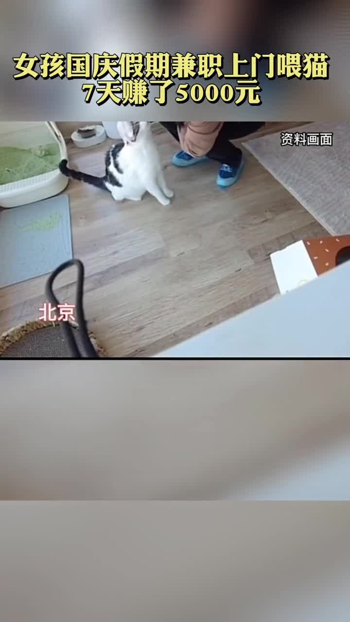 女孩国庆假期兼职上门喂猫,7天赚了5000元