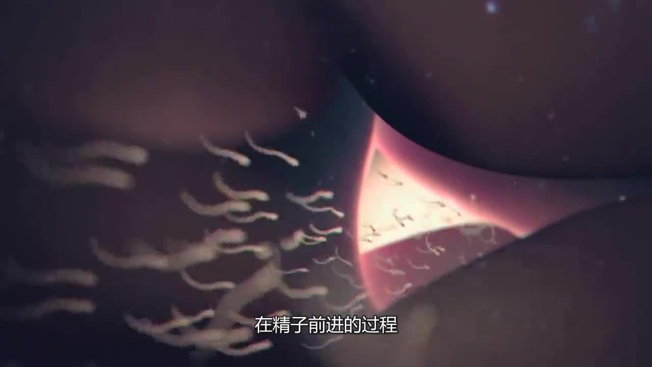 胎儿是怎么形成的3D动画告诉你,精子与卵子结合的过程!