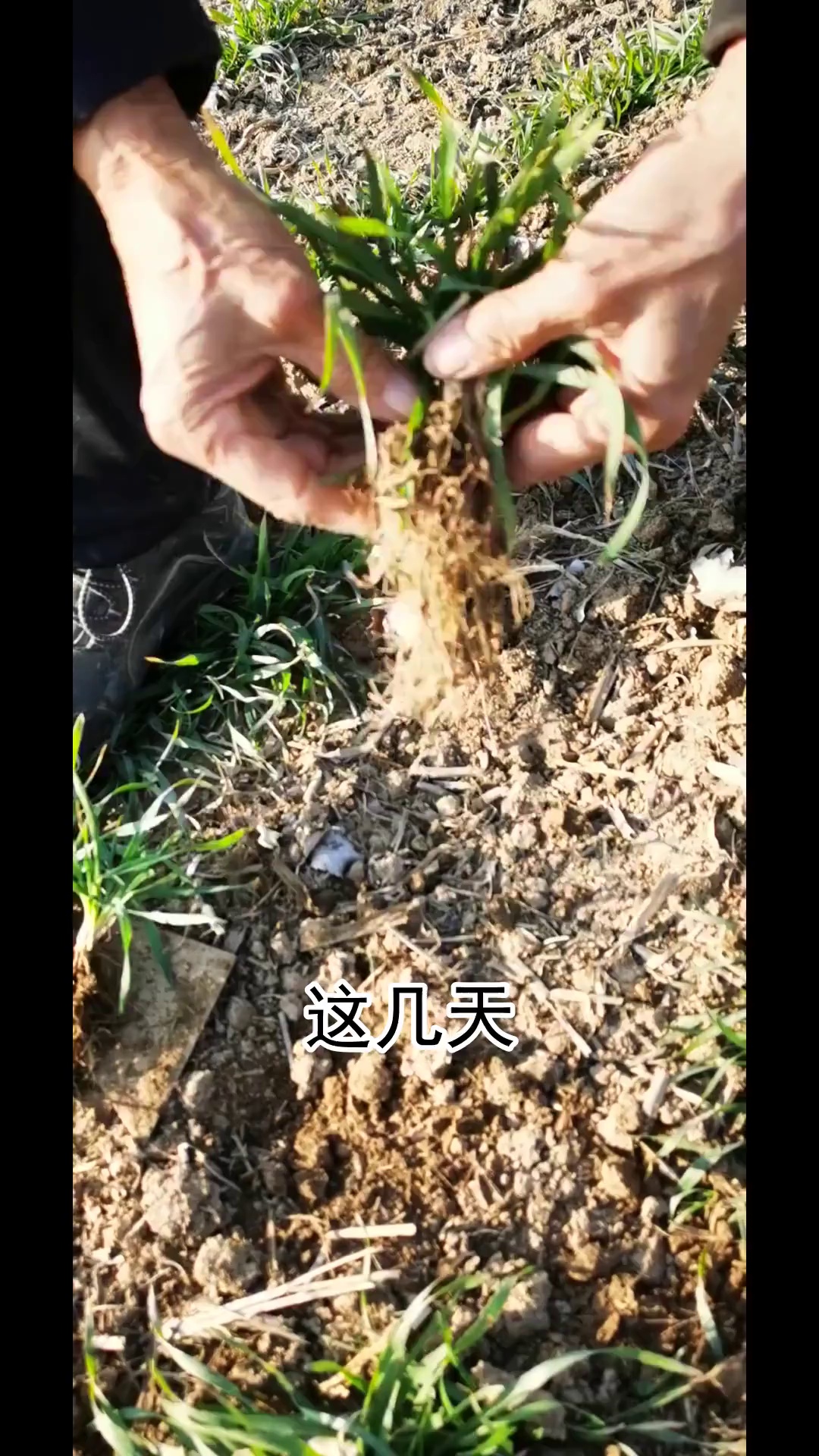 温度回升年前还能不能撒尿素