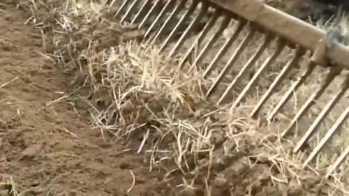 收了果实又松了土地,一举两得,真是开眼了