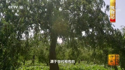 [中国影像方志]这种独门秘籍可以让枣树多结果、口感更好