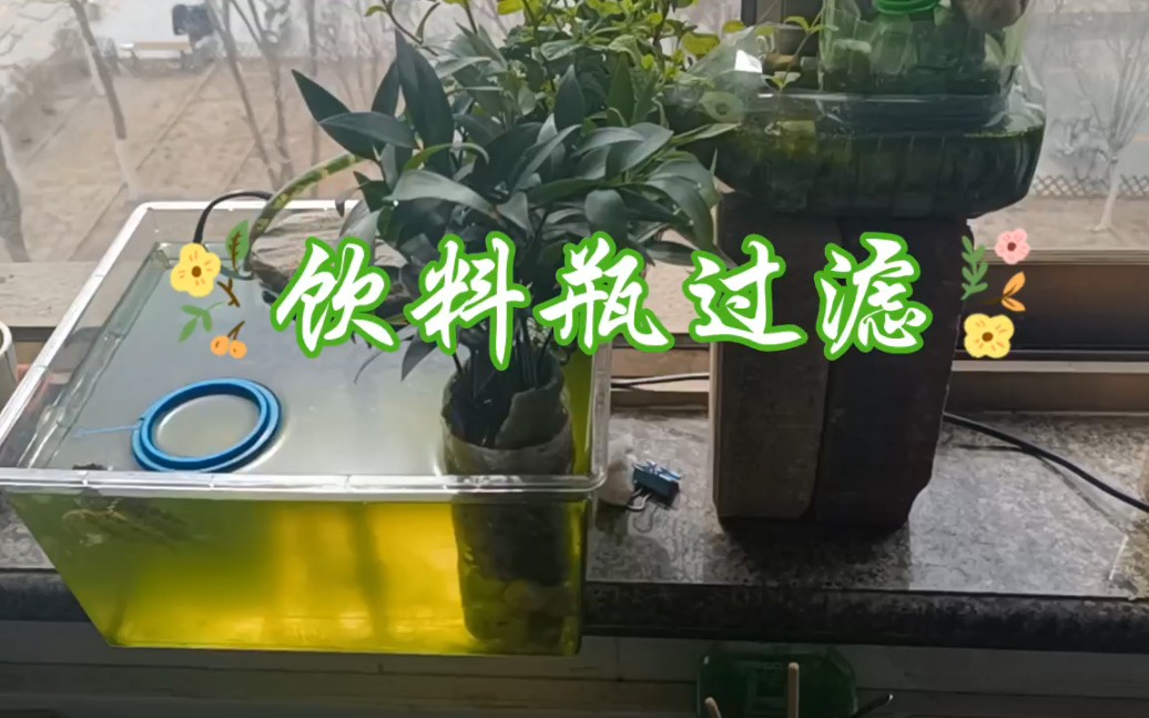 自制饮料瓶龟缸过滤