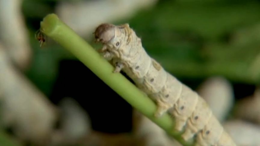 农村大哥养蚕用了啥妙招?在别人不看好的夏蚕,吐出整张蚕丝被!