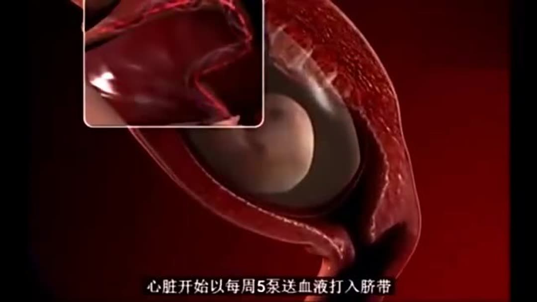 胎儿在妈妈肚子里发育的全过程