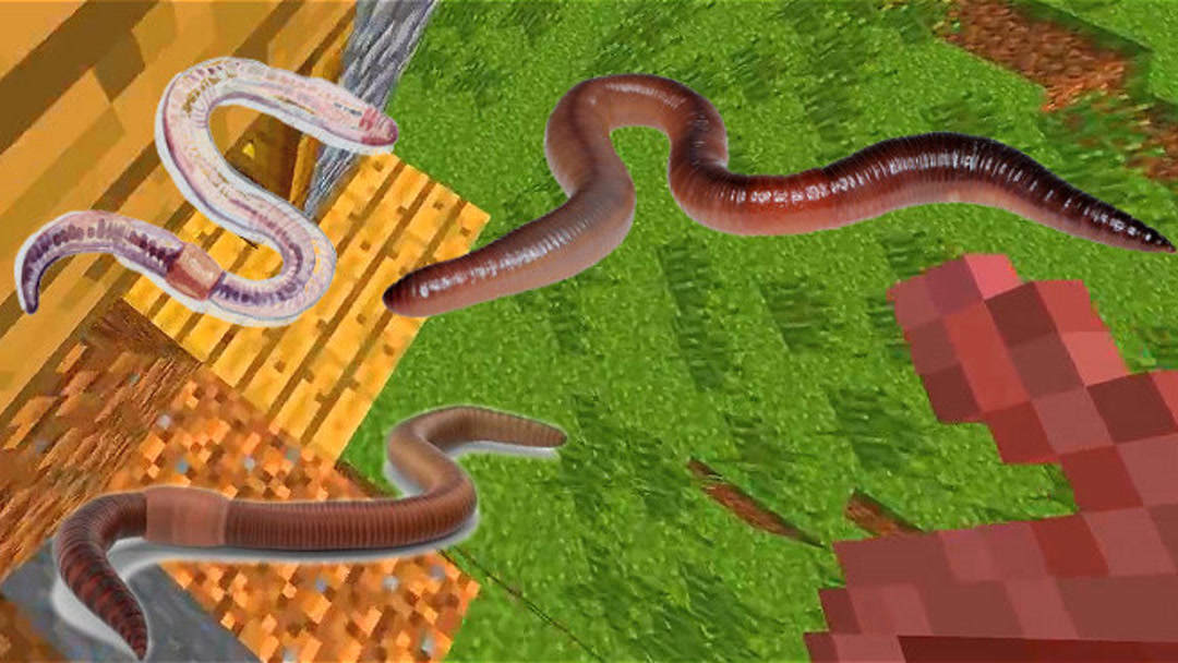 我的世界荒野贝爷生存64:阿木贝爷野外活吃生蚯蚓