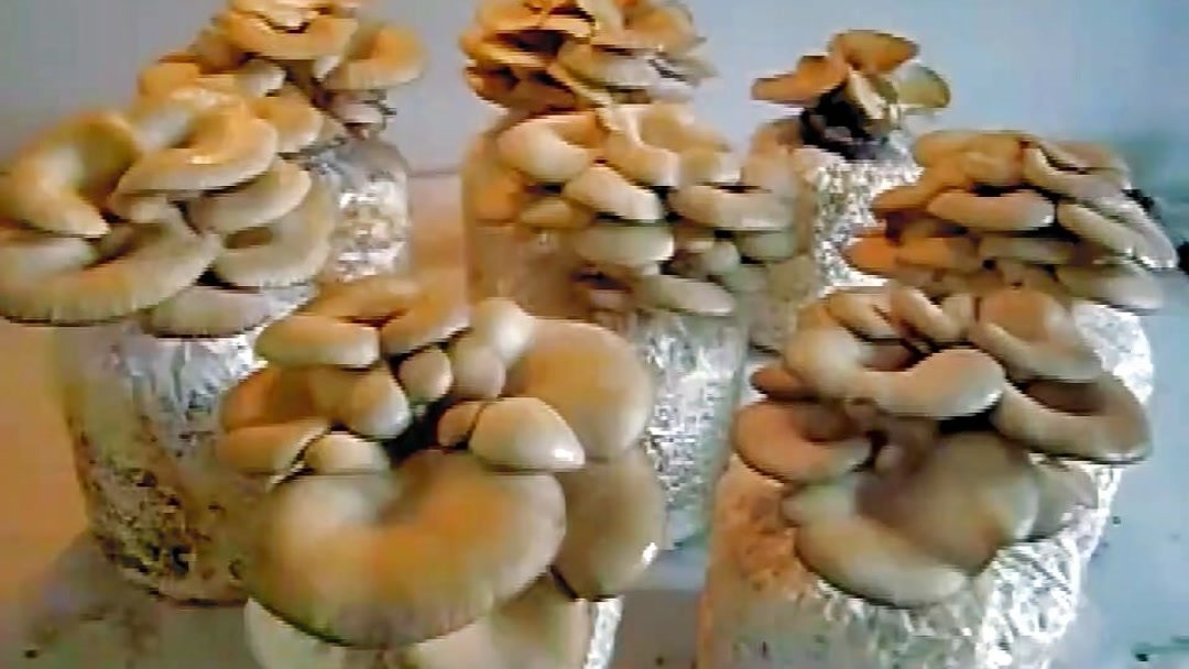 请欣赏平菇生长过程,四川省绵阳市食用菌研究所,朱斗锡教授拍摄